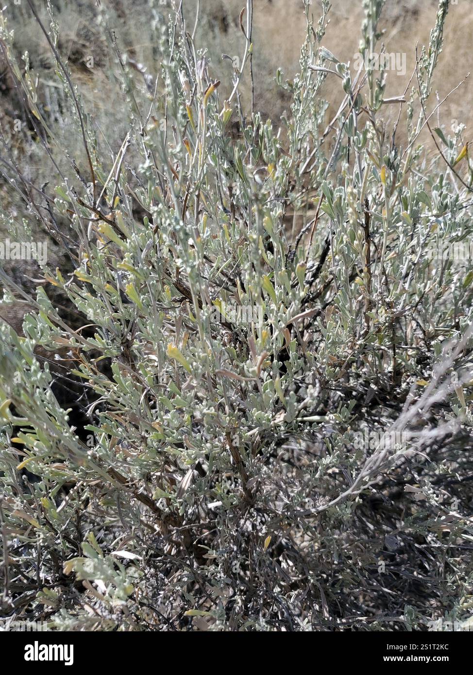 Big Sagebrush (Artemisia tridentata Stock Photo - Alamy