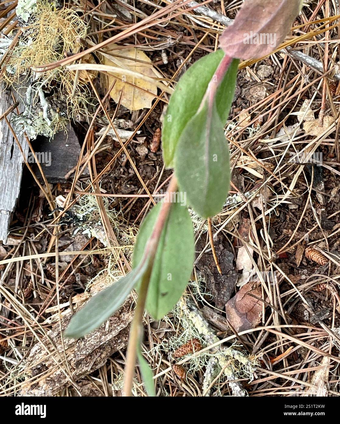 California goldenrod (Solidago velutina californica Stock Photo - Alamy