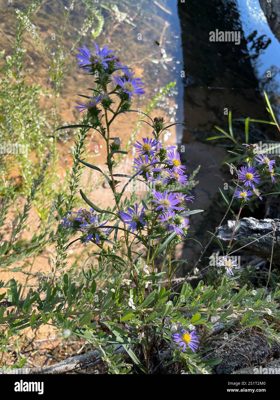 Grass-leaved prairie aster (Eurybia hemispherica Stock Photo - Alamy