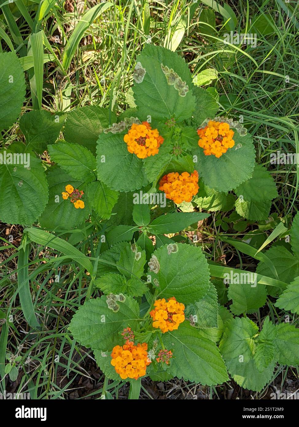Texas lantana (Lantana urticoides Stock Photo - Alamy