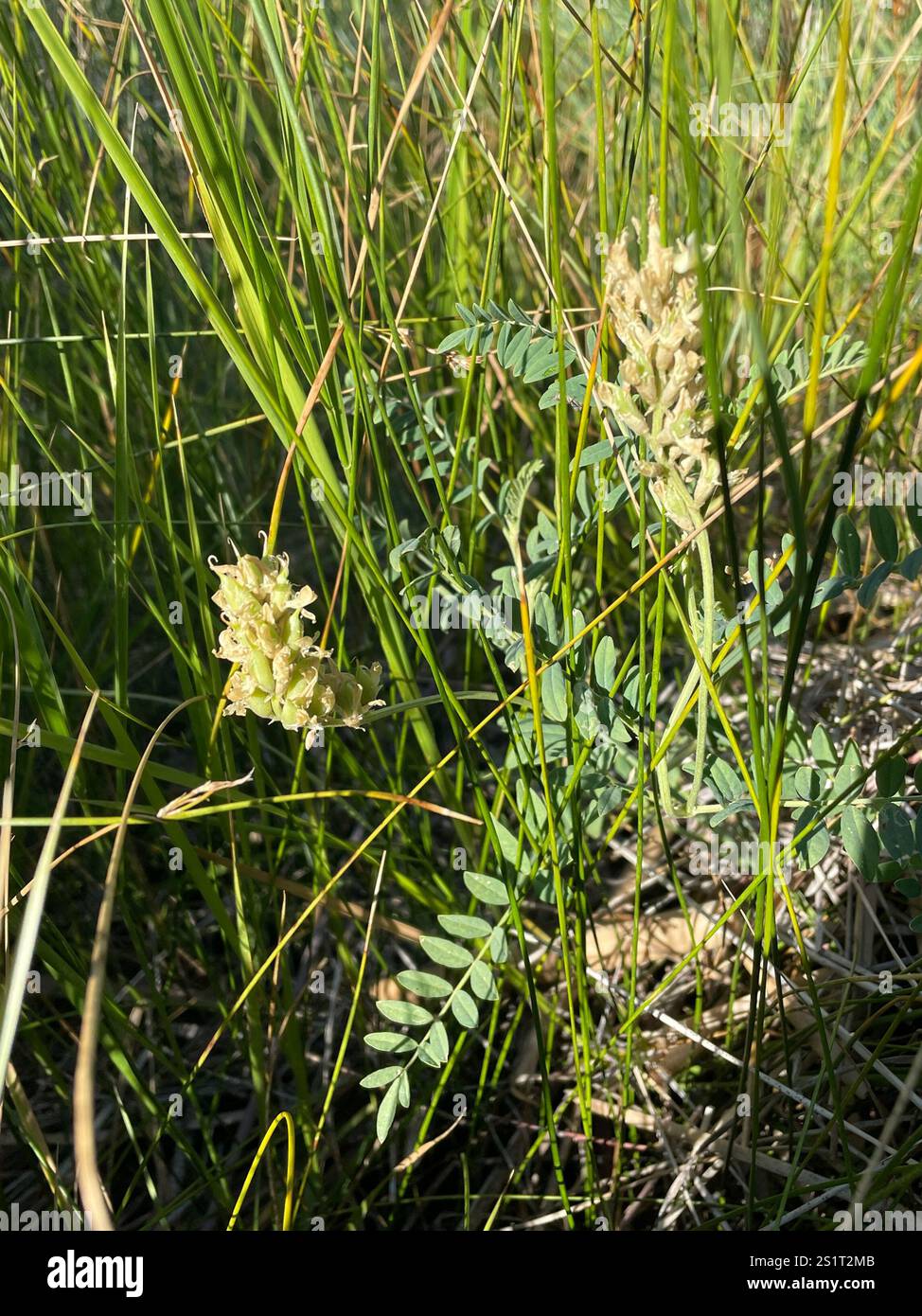Canadian milkvetch (Astragalus canadensis Stock Photo - Alamy