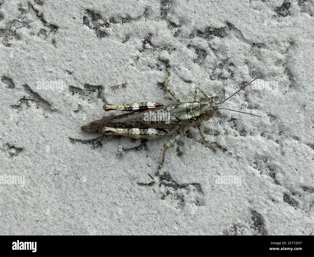 Pine tree Spur-throat Grasshopper (Melanoplus punctulatus Stock Photo ...