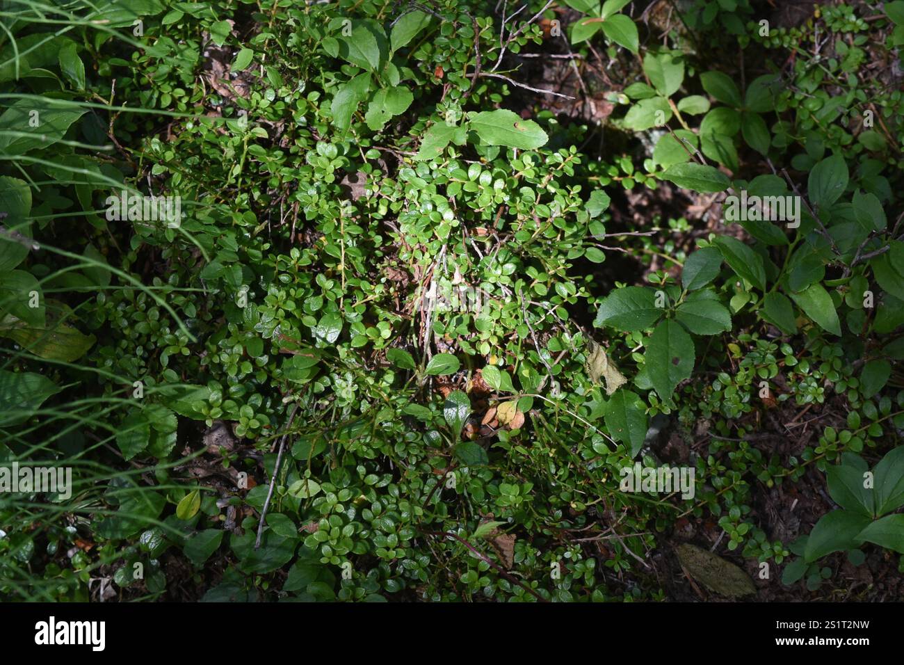 creeping snowberry (Gaultheria hispidula Stock Photo - Alamy