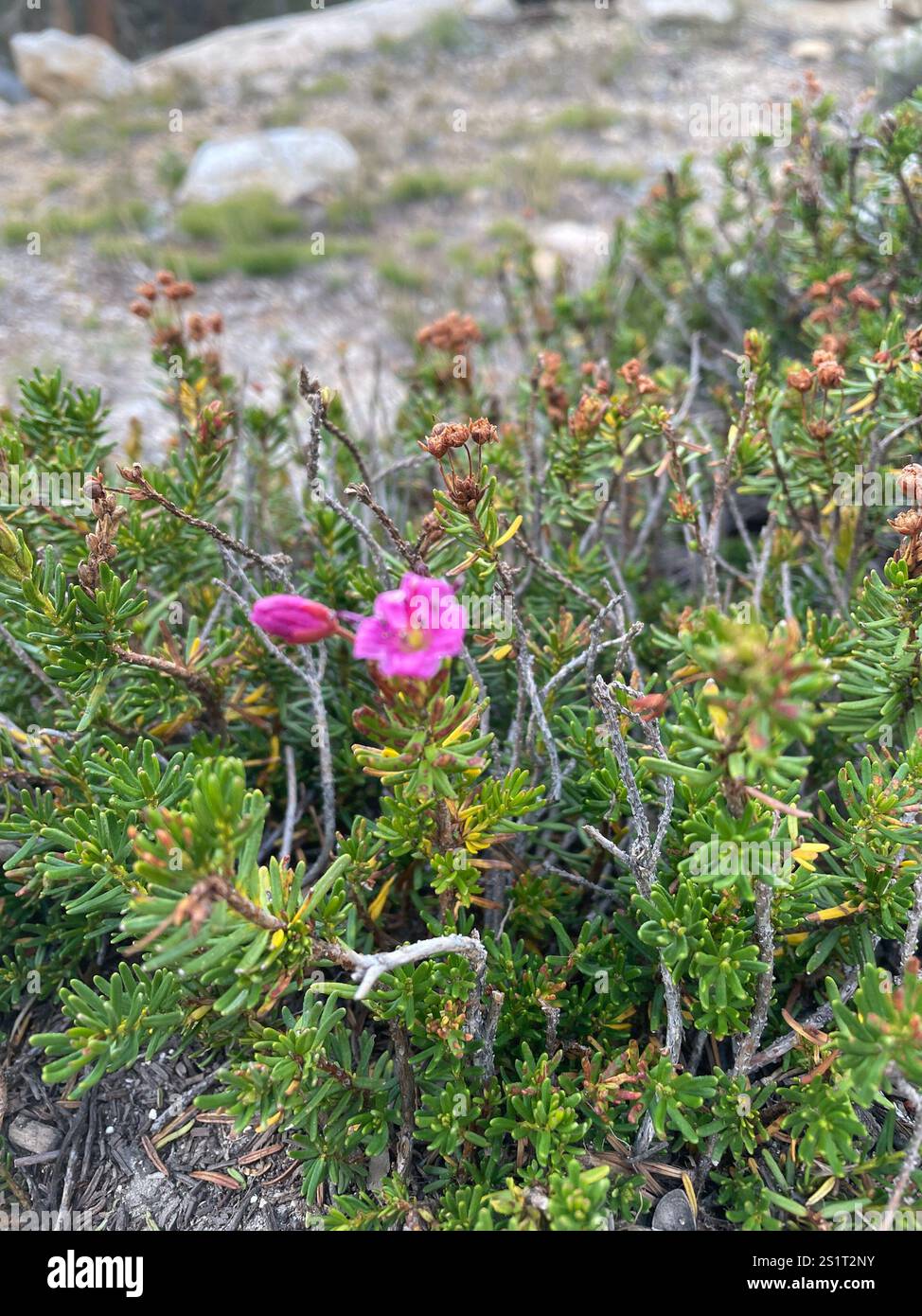 Purple Mountain-heath (Phyllodoce breweri Stock Photo - Alamy