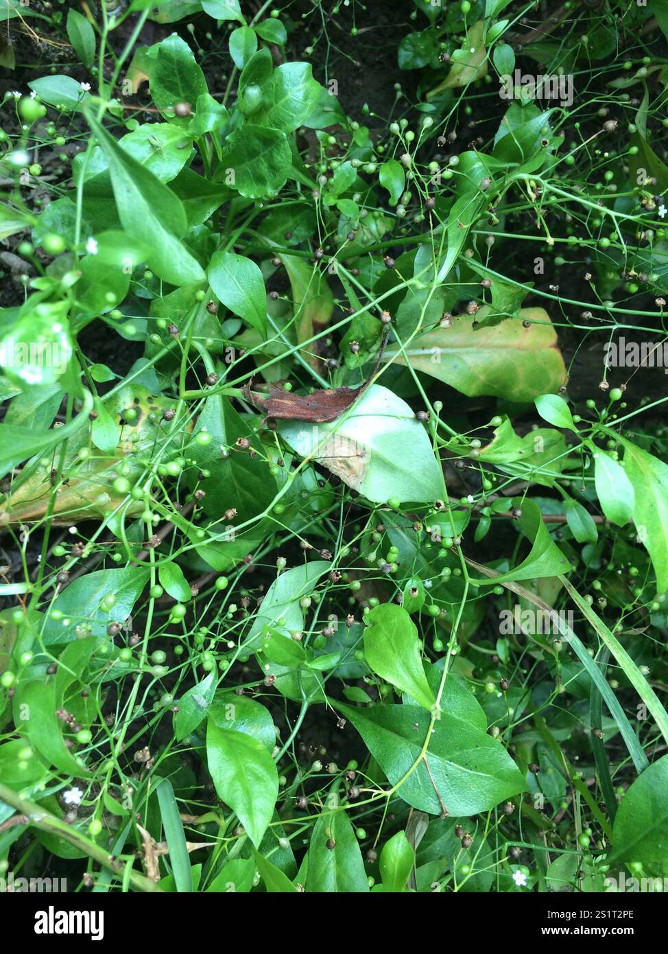 seaside brookweed (Samolus parviflorus Stock Photo - Alamy