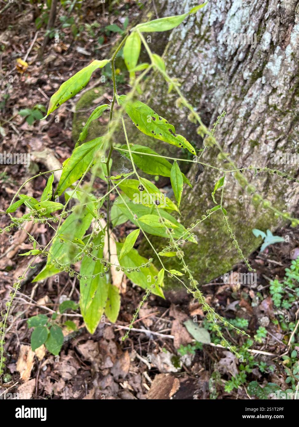 virginia stickseed (Hackelia virginiana Stock Photo - Alamy