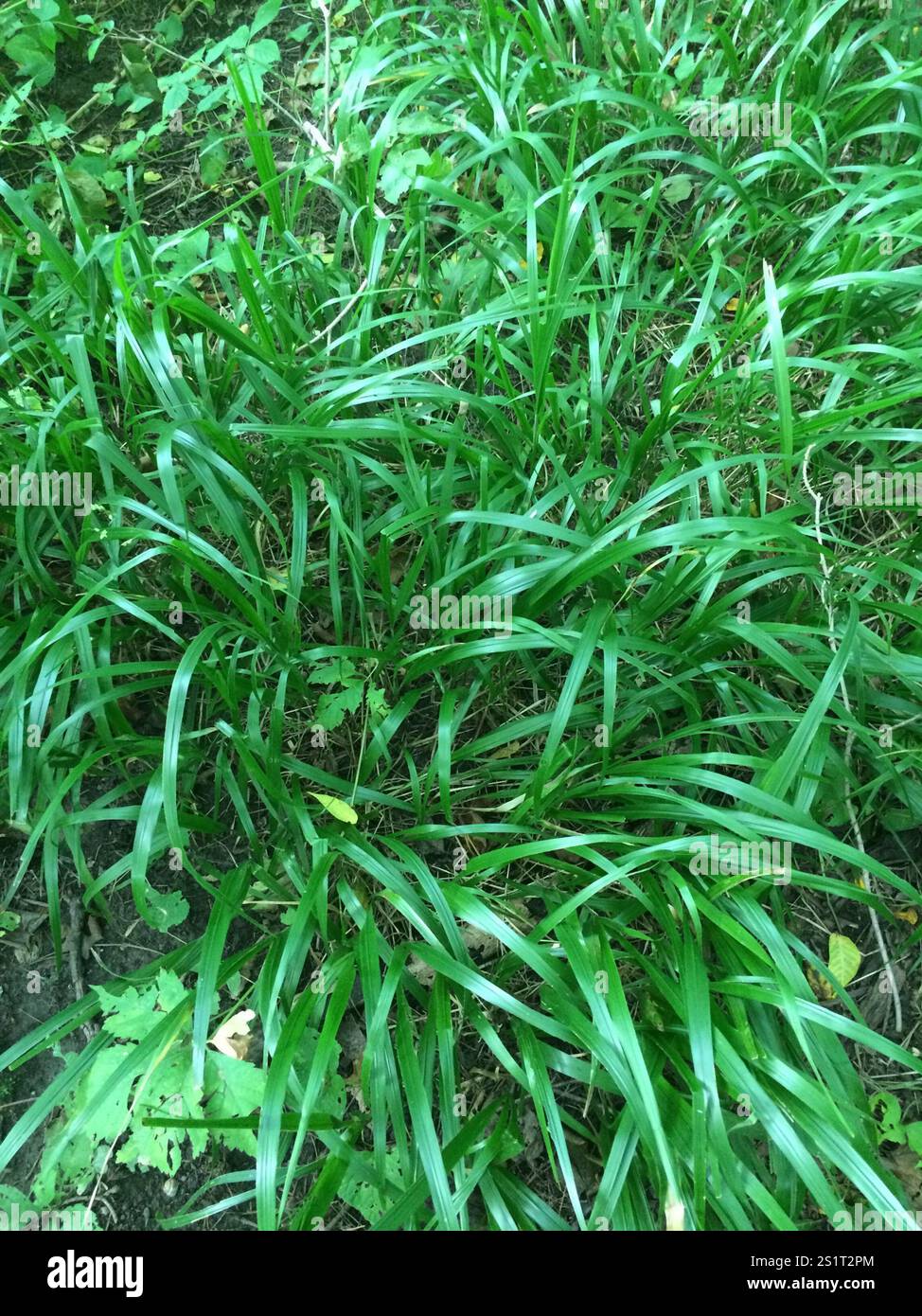 Beak Grass (Diarrhena obovata Stock Photo - Alamy