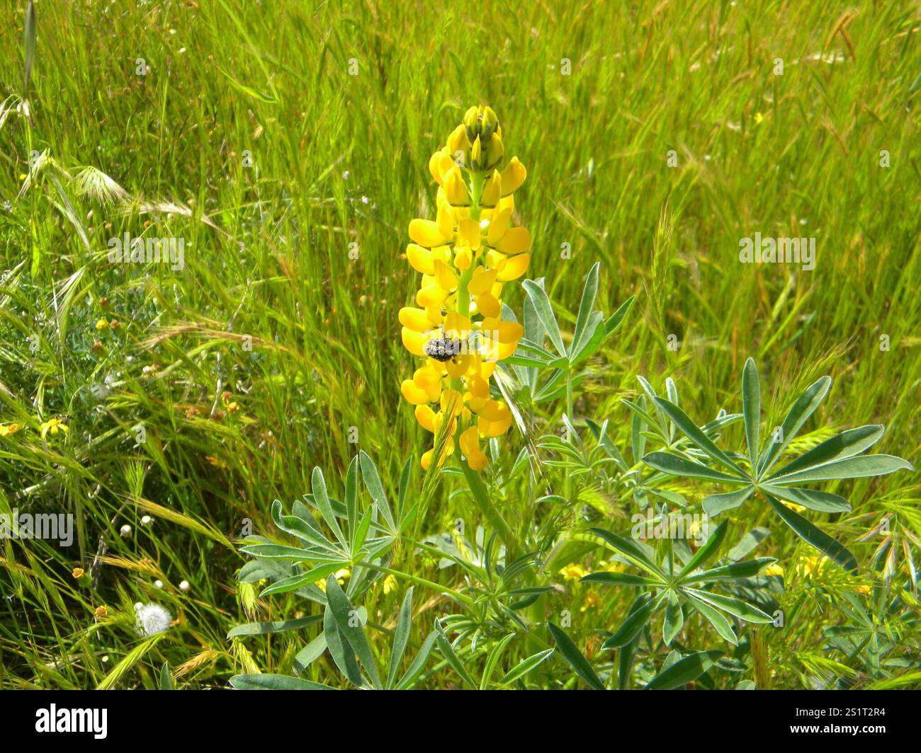 European yellow lupine (Lupinus luteus Stock Photo - Alamy