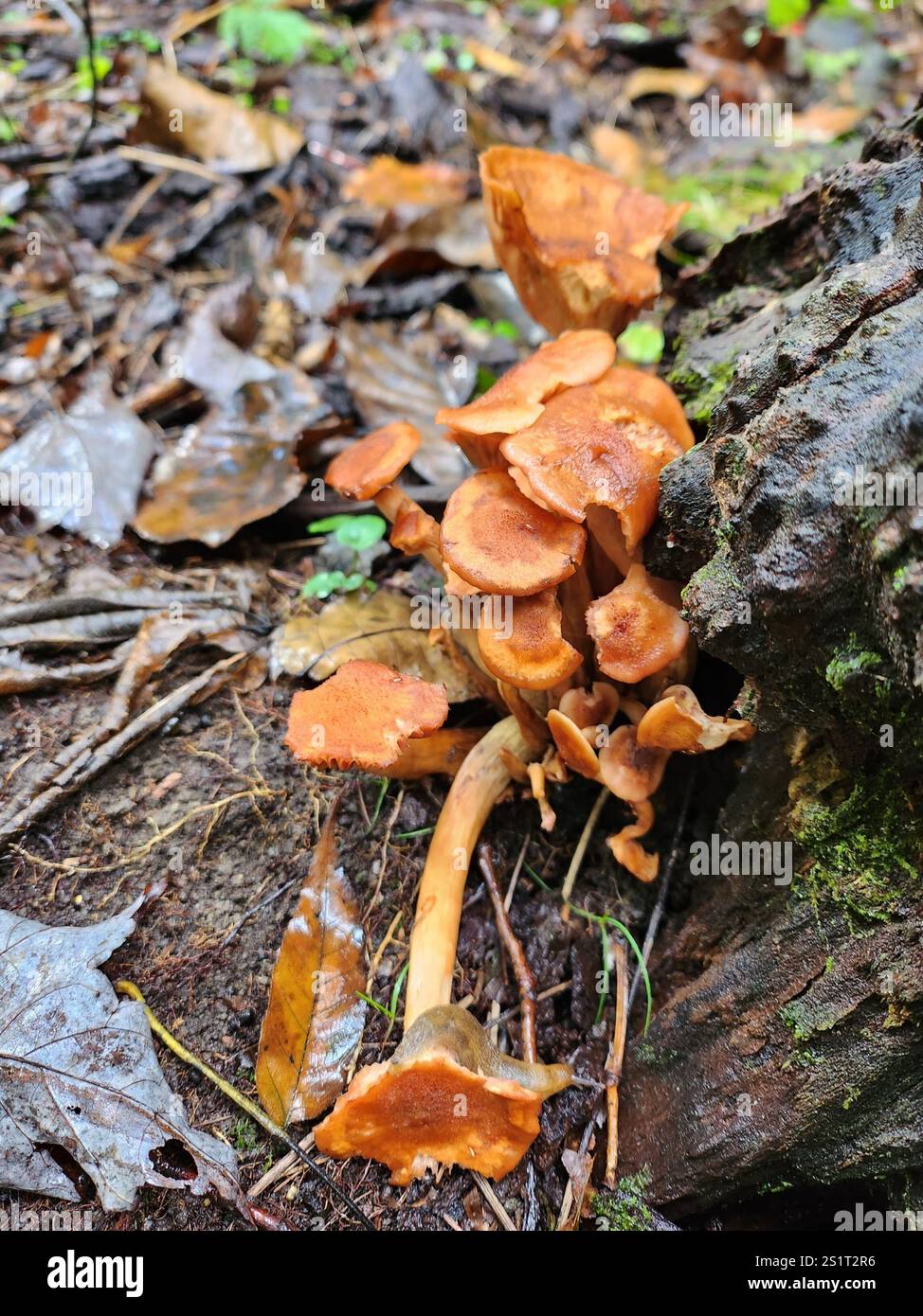 Ringless Honey Mushroom (Desarmillaria caespitosa Stock Photo - Alamy
