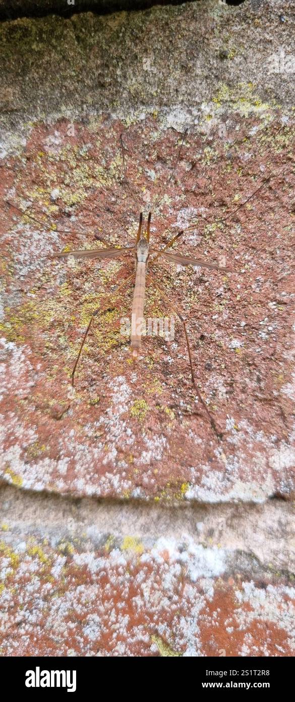 European Crane Fly (Tipula paludosa Stock Photo - Alamy