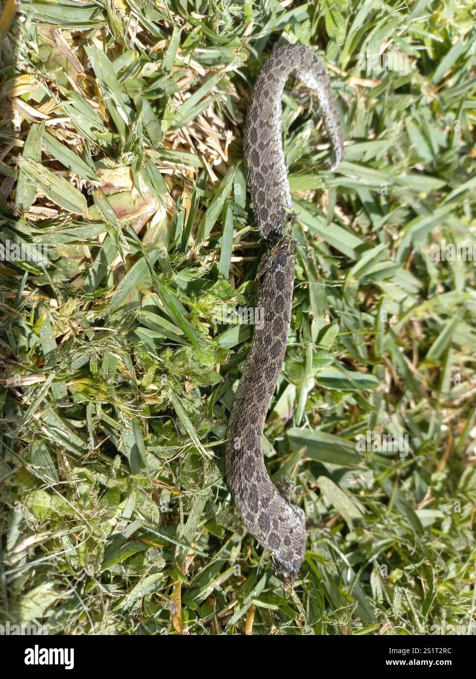 Egg-eating Snake (Dasypeltis scabra Stock Photo - Alamy