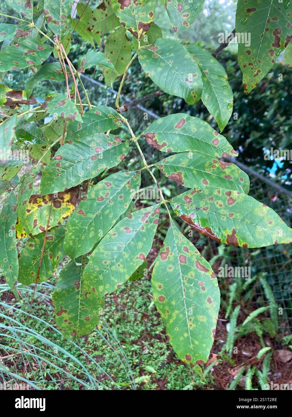 white ash (Fraxinus americana Stock Photo - Alamy