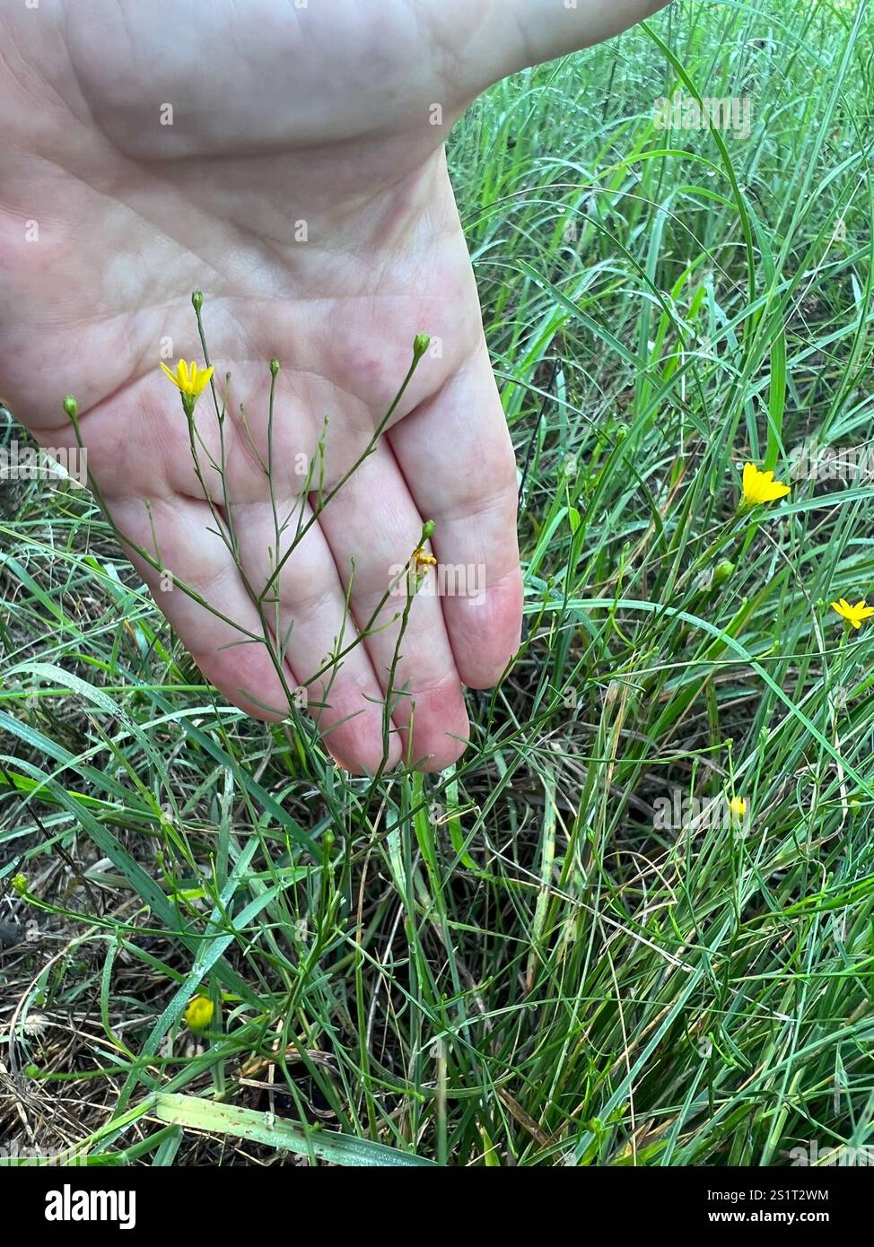 Texas Snakeweed (Gutierrezia texana Stock Photo - Alamy