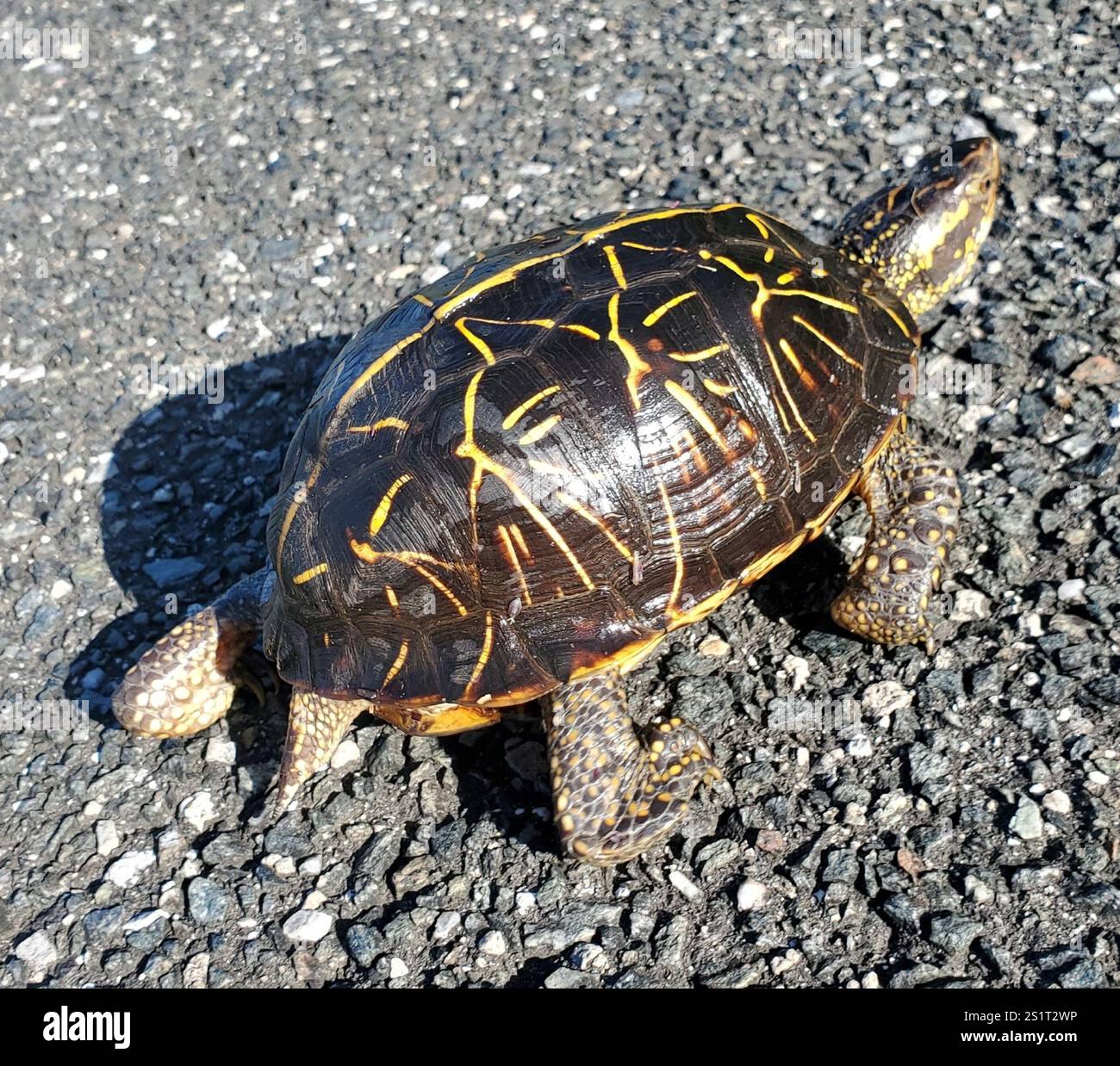 Florida Box Turtle (Terrapene carolina bauri Stock Photo - Alamy