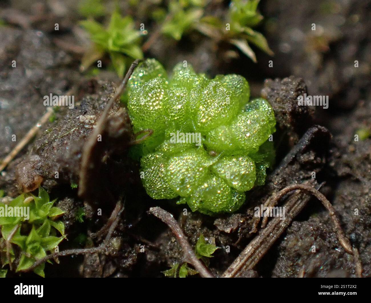 Texas Balloonwort (Sphaerocarpos texanus Stock Photo - Alamy
