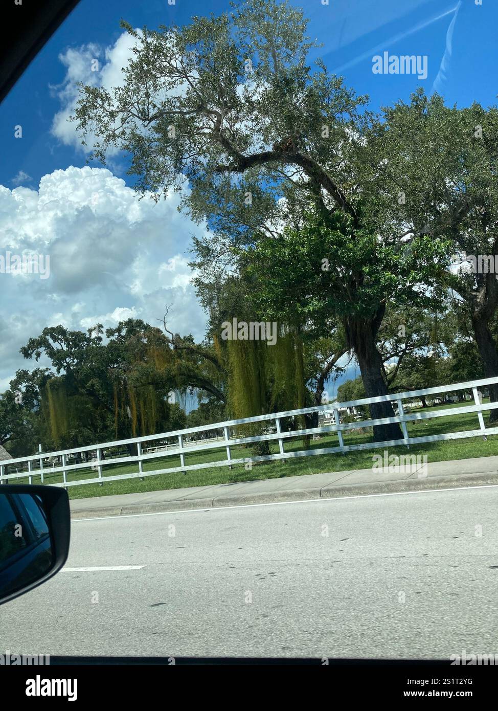 laurel dodder (Cassytha filiformis Stock Photo - Alamy