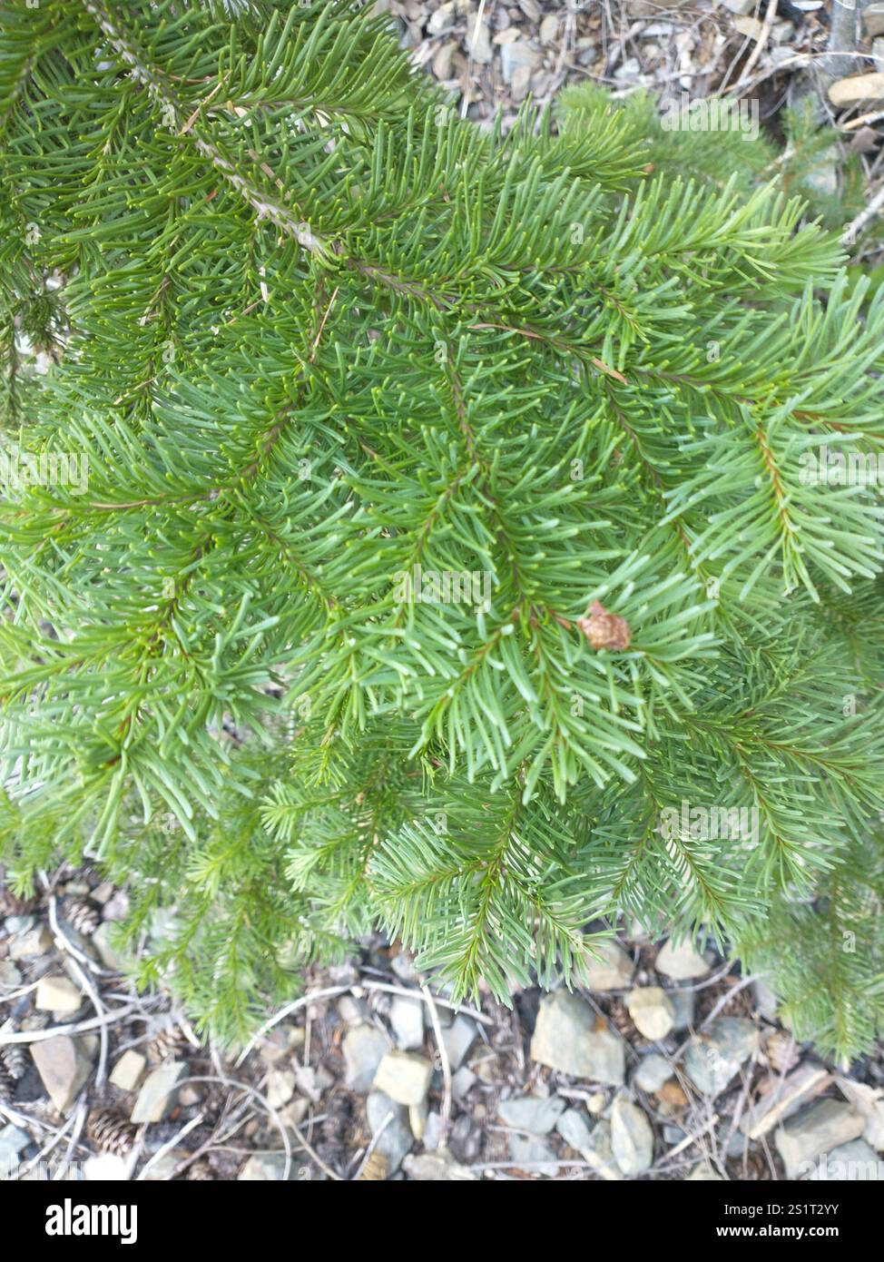 Shasta Red Fir (Abies magnifica shastensis Stock Photo - Alamy