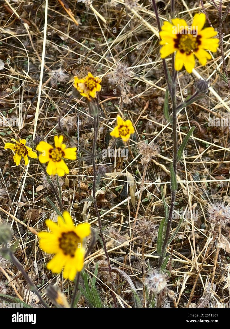 Common Madia (Madia elegans Stock Photo - Alamy