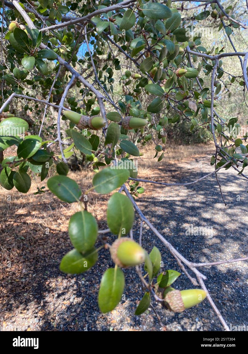 interior live oak (Quercus wislizeni Stock Photo - Alamy