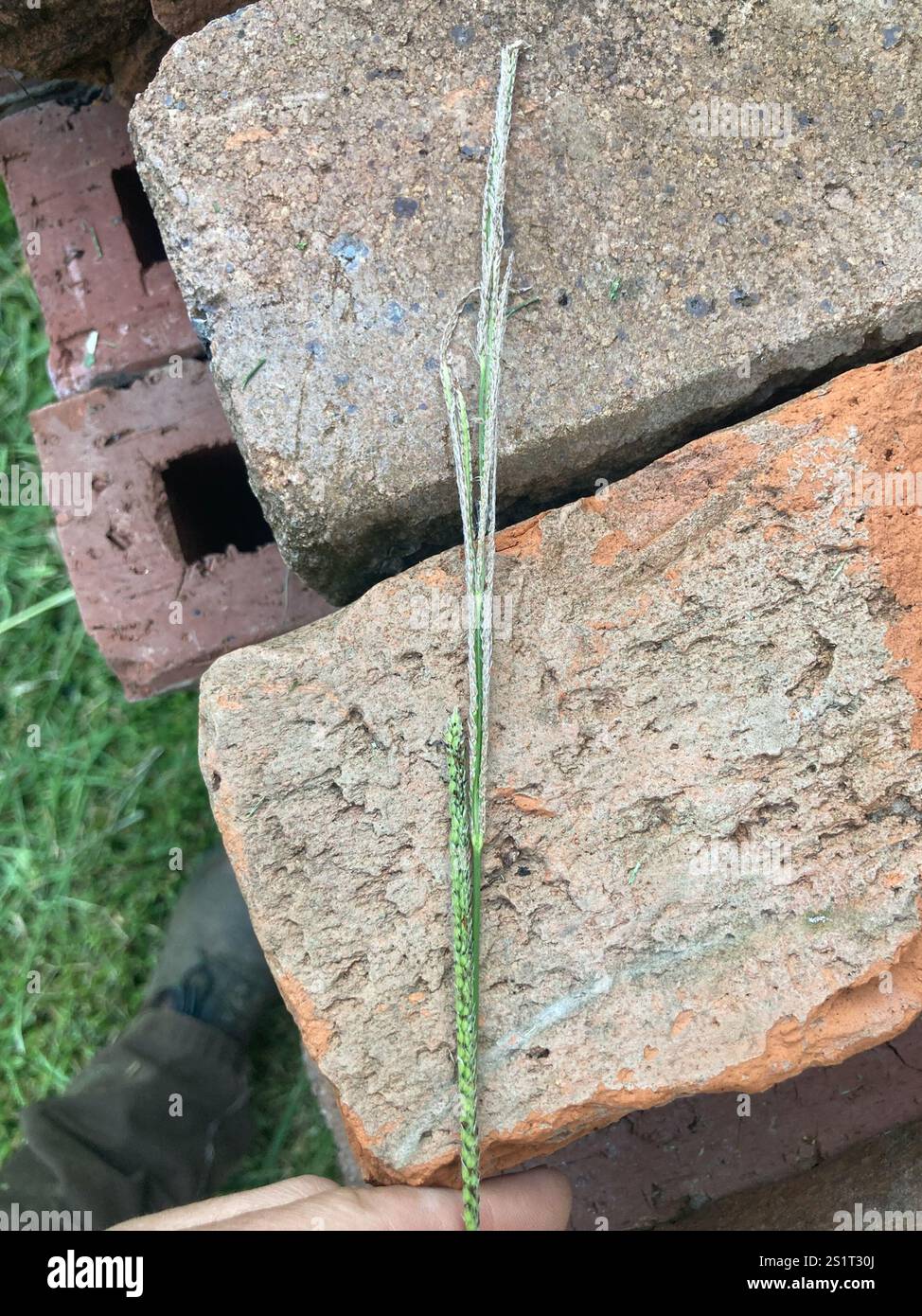 Vasey Grass (Paspalum urvillei Stock Photo - Alamy