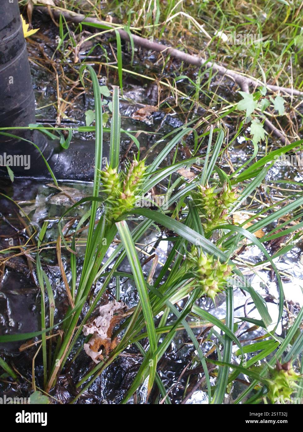 hop sedge (Carex lupulina Stock Photo - Alamy
