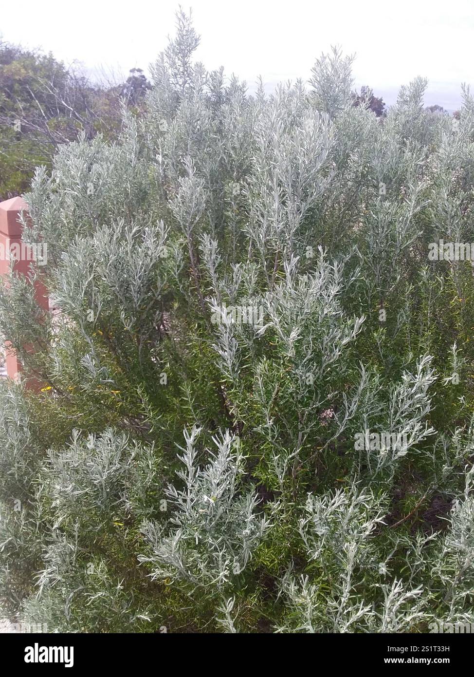 Coastal Daisy-Bush (Olearia axillaris Stock Photo - Alamy
