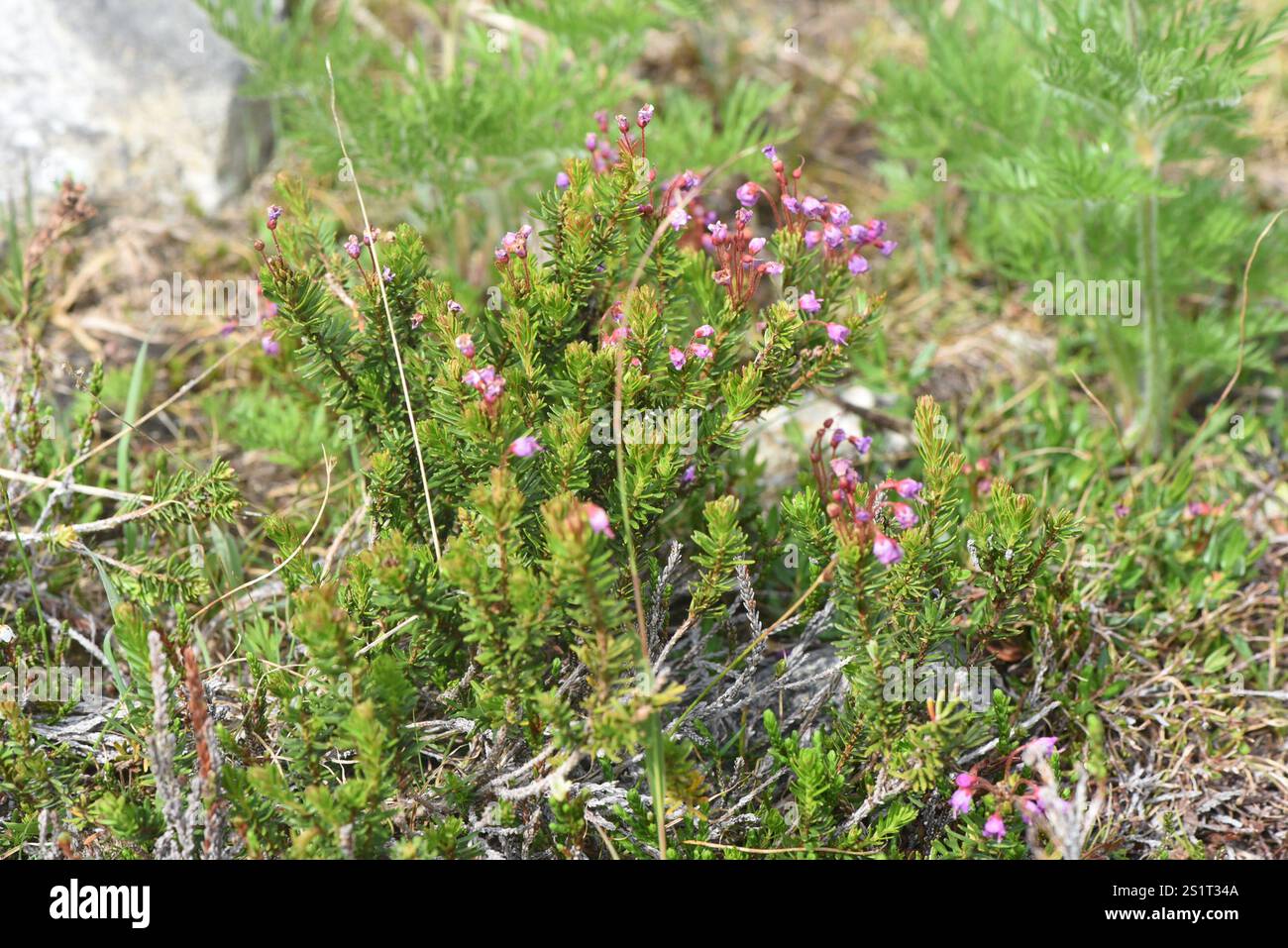 pink mountainheath (Phyllodoce empetriformis Stock Photo - Alamy