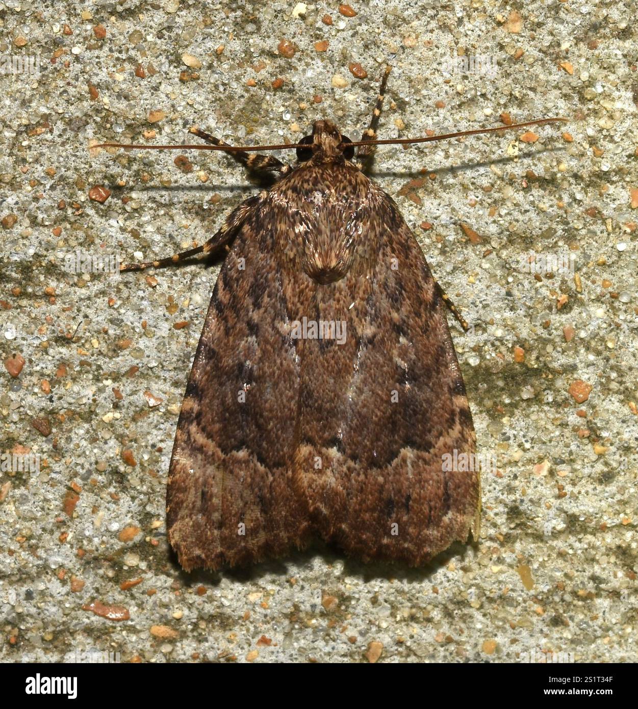 American Copper Underwing (Amphipyra pyramidoides Stock Photo - Alamy