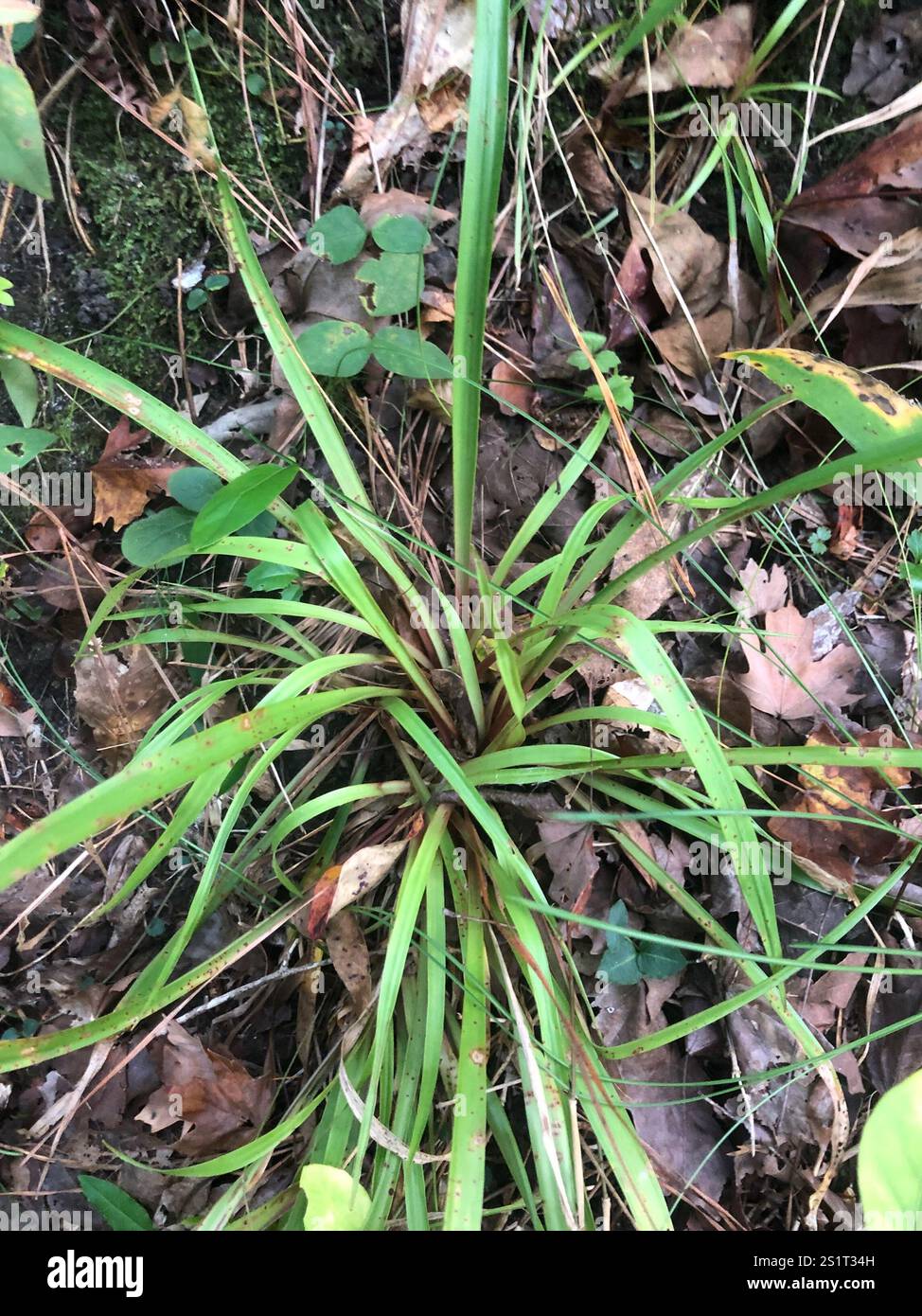 hairy woodrush (Luzula acuminata Stock Photo - Alamy
