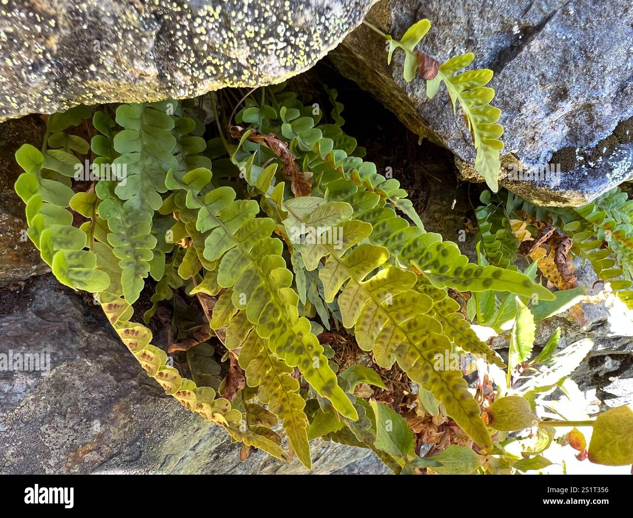 irregular polypody (Polypodium amorphum Stock Photo - Alamy