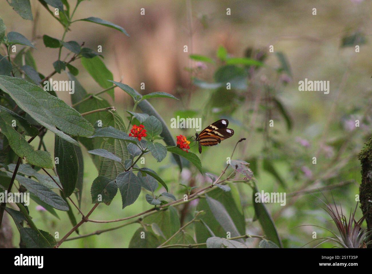 (Heliconius ethilla narcaea Stock Photo - Alamy