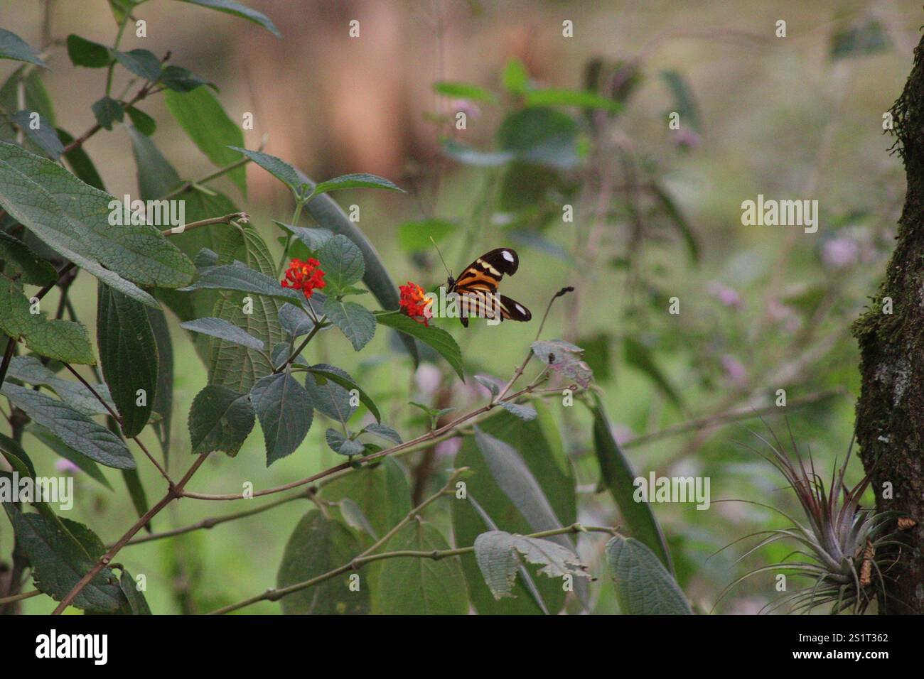 (Heliconius ethilla narcaea Stock Photo - Alamy
