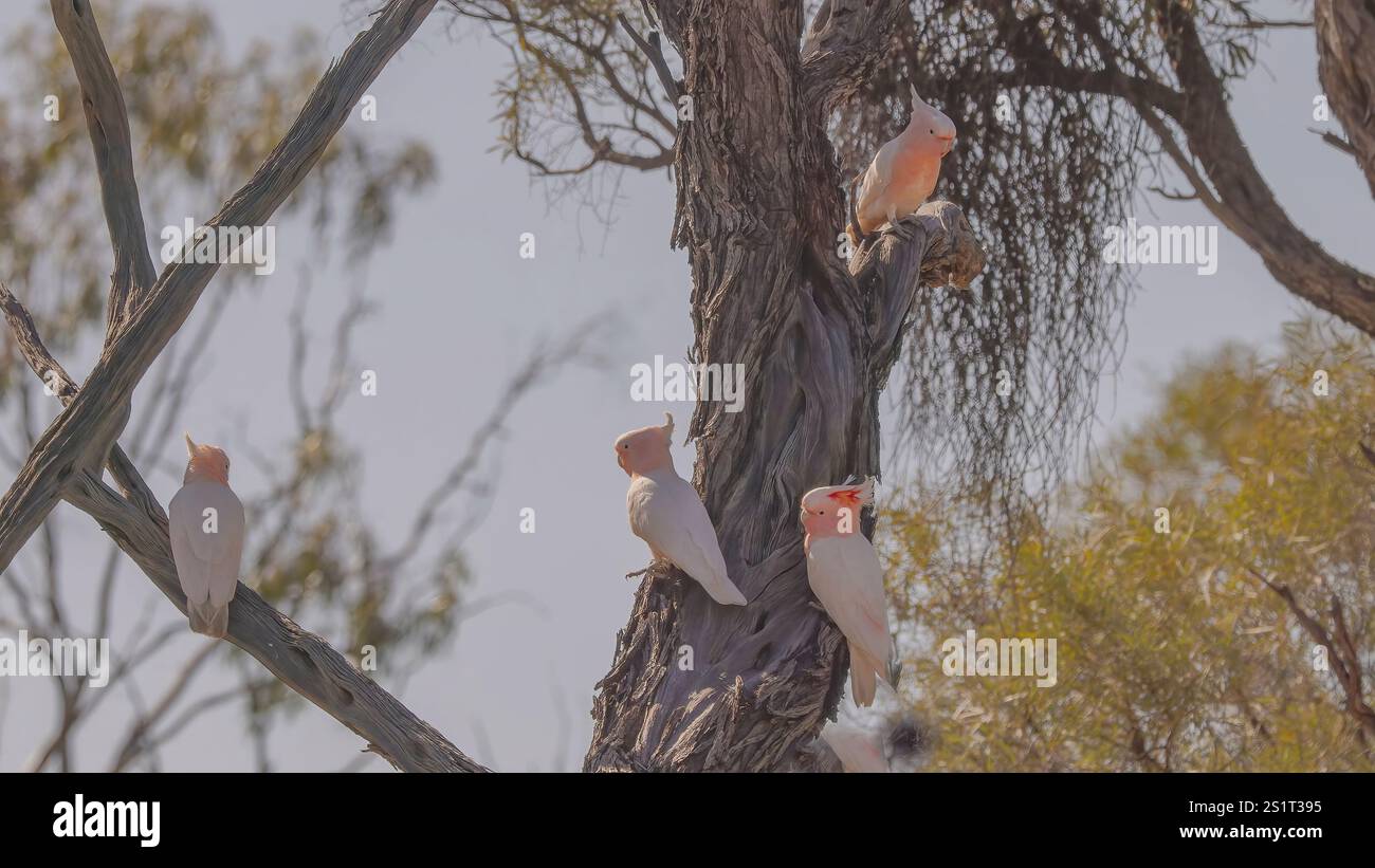 flock of major mitchell's cockatoos perching in a gidgee tree Stock ...