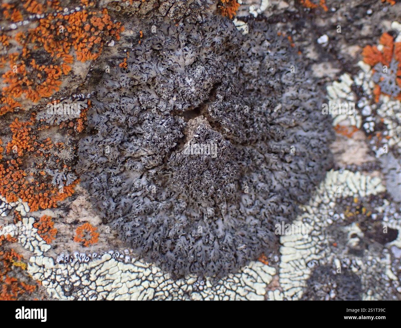 rosette lichens, frost lichens, and allies (Physciaceae Stock Photo - Alamy