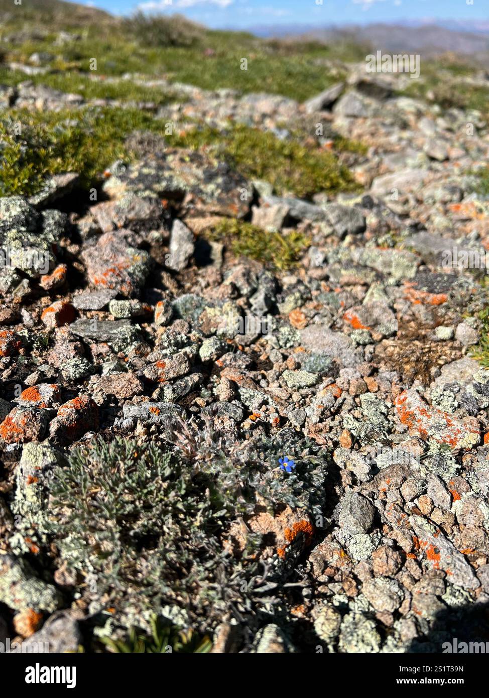 pale alpine forget-me-not (Eritrichium argenteum Stock Photo - Alamy