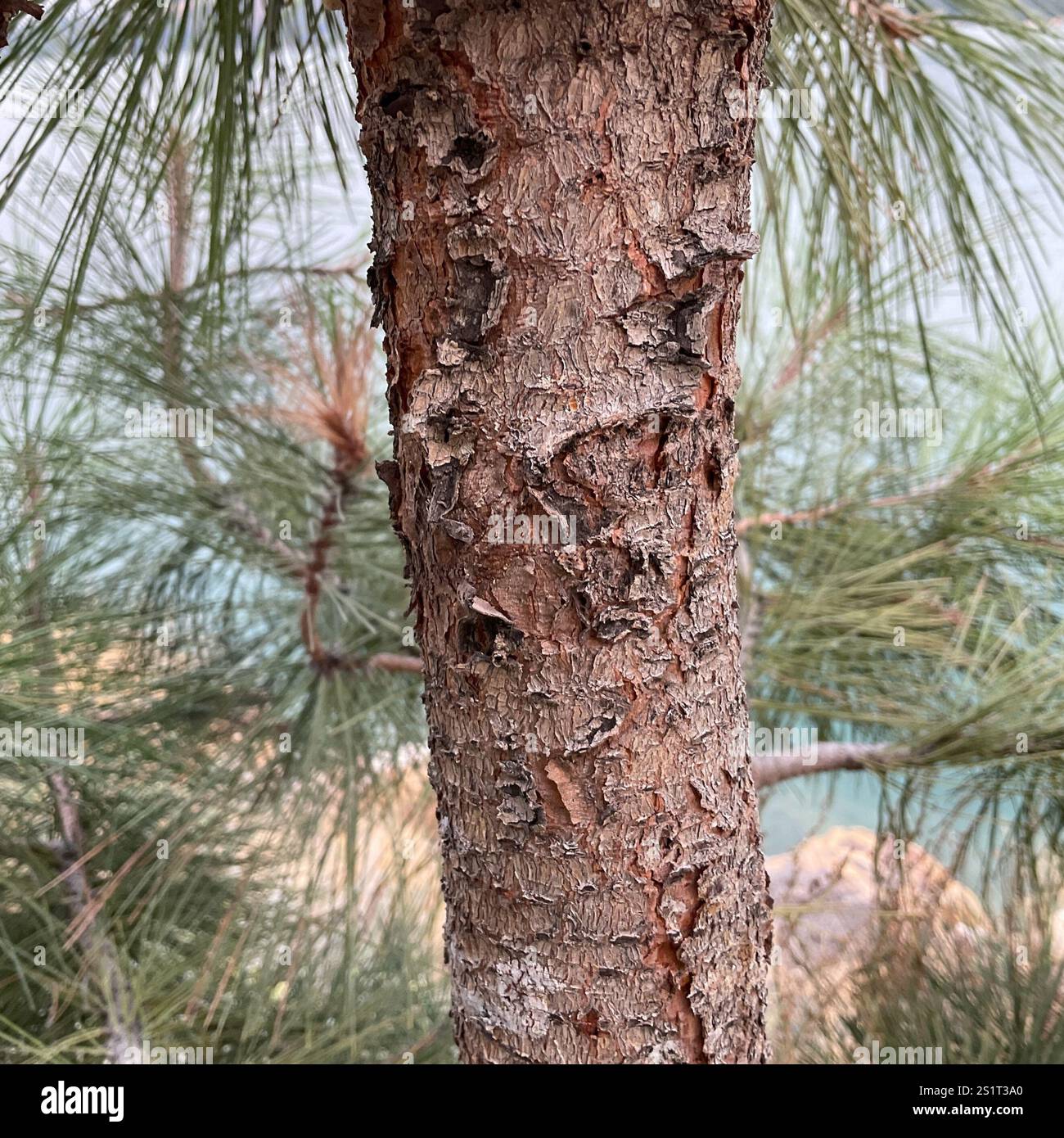 Ponderosa Pine (Pinus ponderosa Stock Photo - Alamy