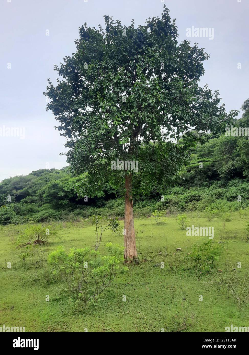 Strychnine Tree (Strychnos nux-vomica Stock Photo - Alamy