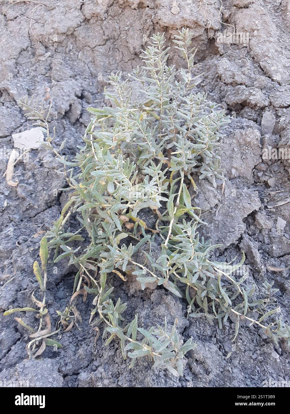 Gardner's Saltbush (Atriplex gardneri Stock Photo - Alamy