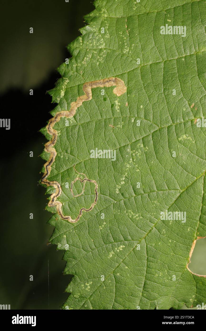 Hazel Leafminer Moth (Stigmella microtheriella Stock Photo - Alamy