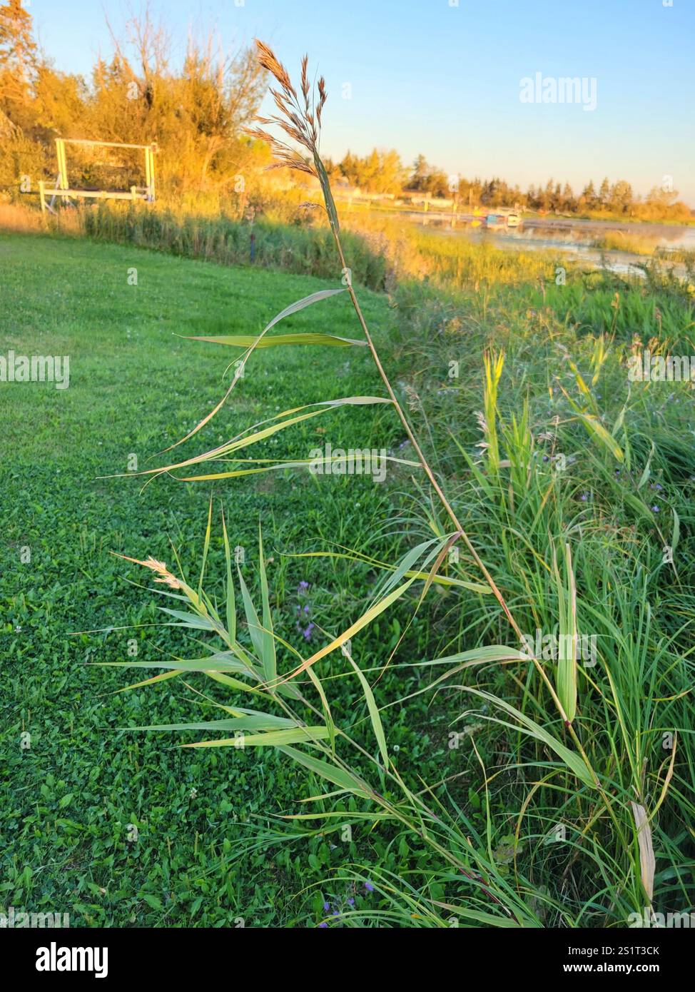 American common reed (Phragmites australis americanus Stock Photo - Alamy