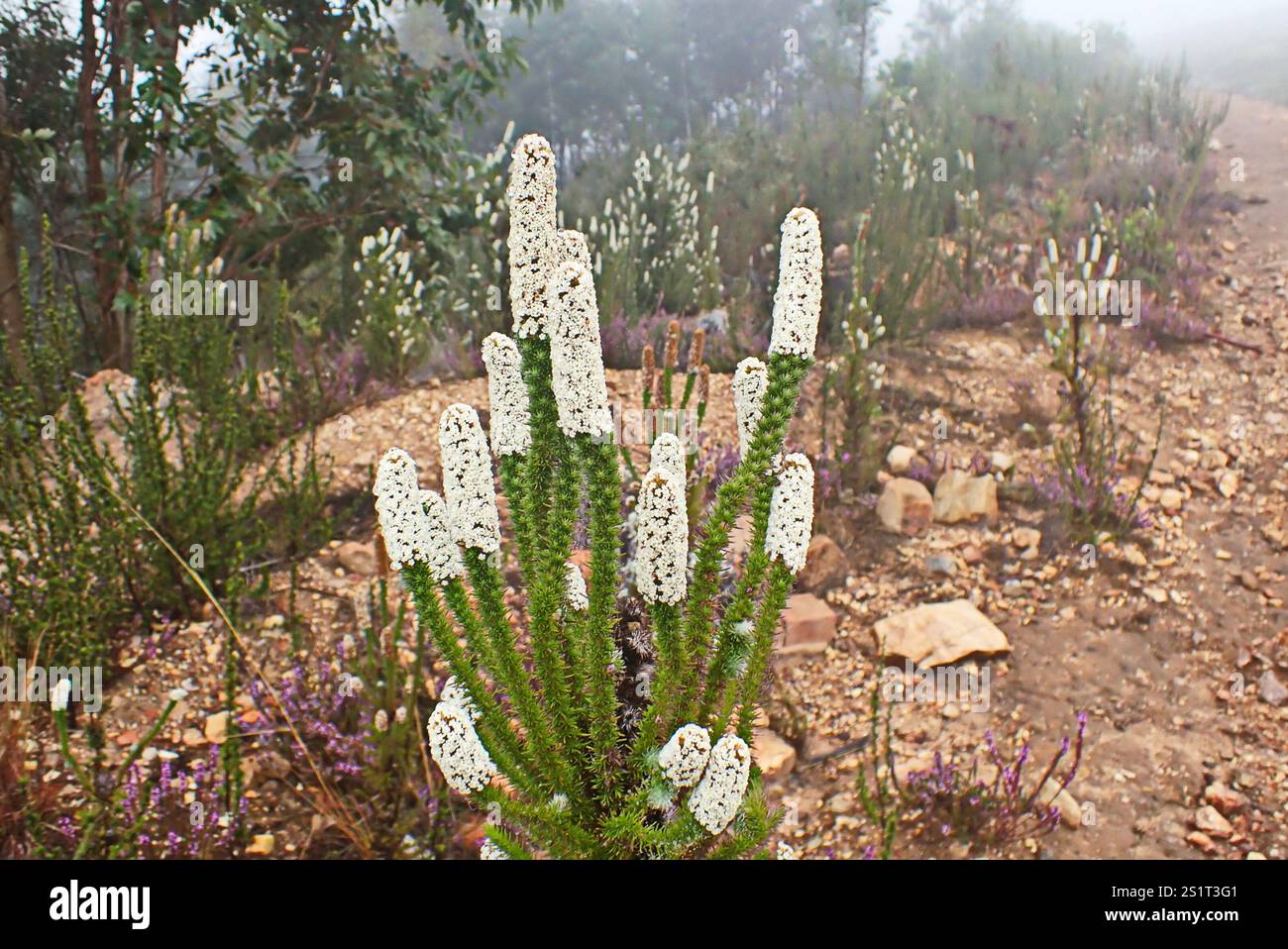 Foxy Slangbos (Stoebe alopecuroides Stock Photo - Alamy