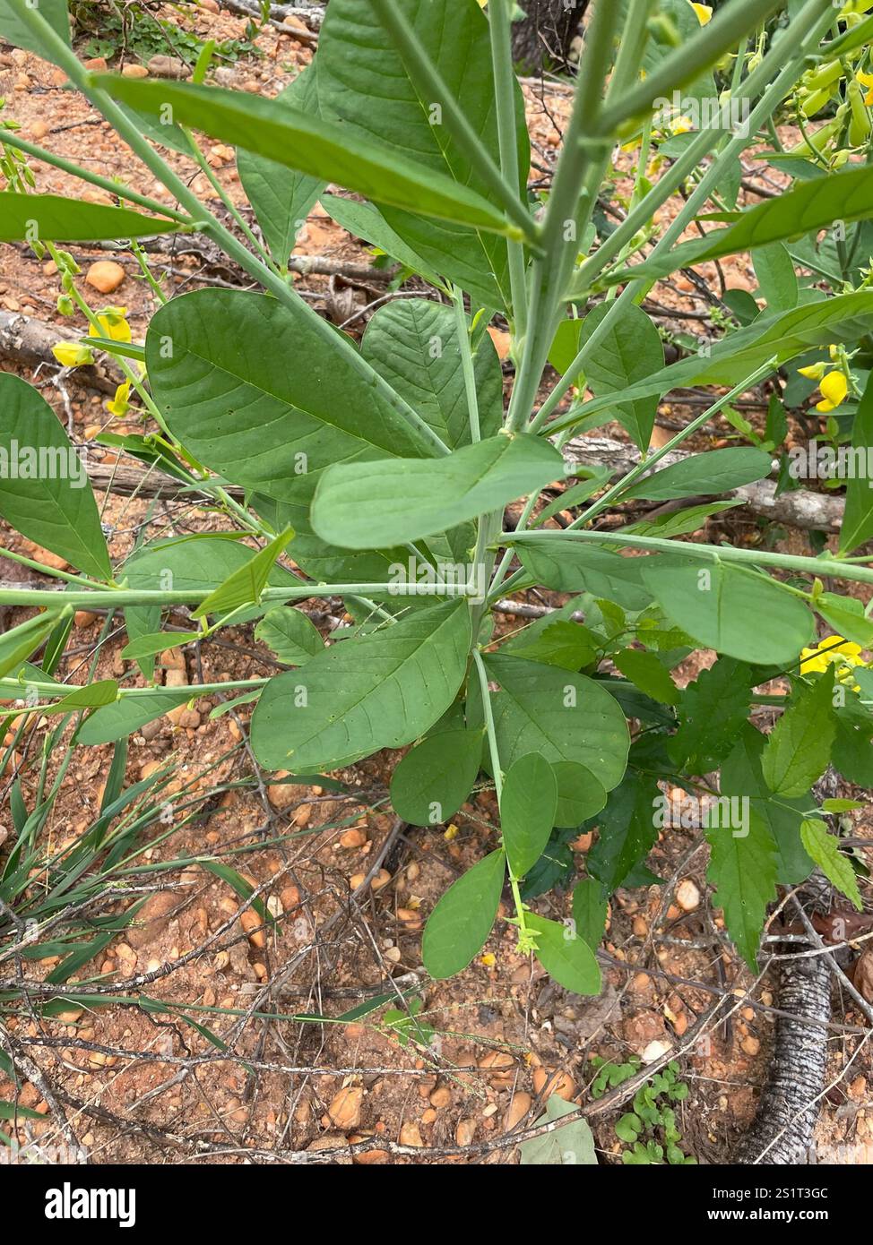 Showy Rattlebox (Crotalaria spectabilis Stock Photo - Alamy