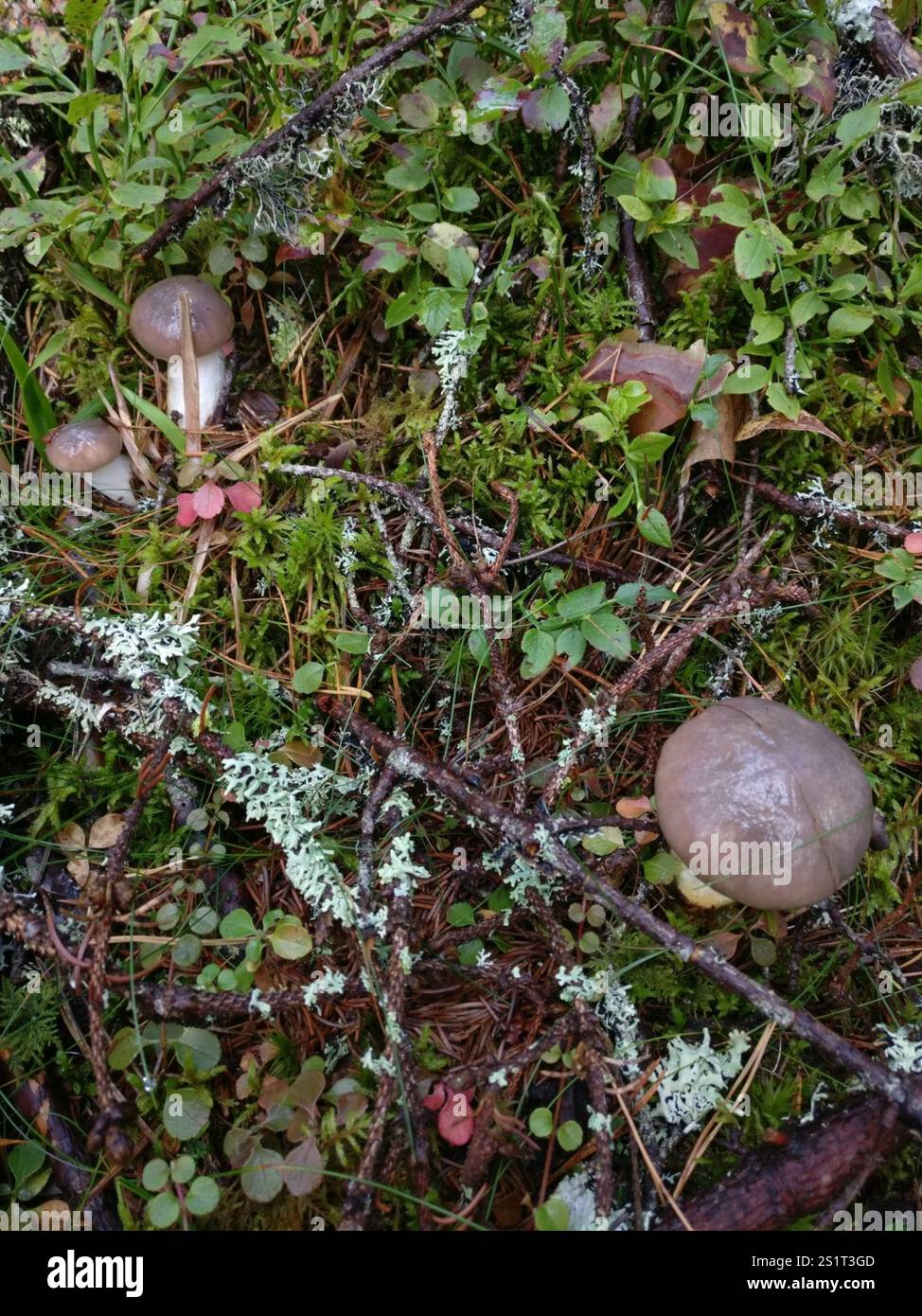 Slimy Spike (Gomphidius glutinosus Stock Photo - Alamy