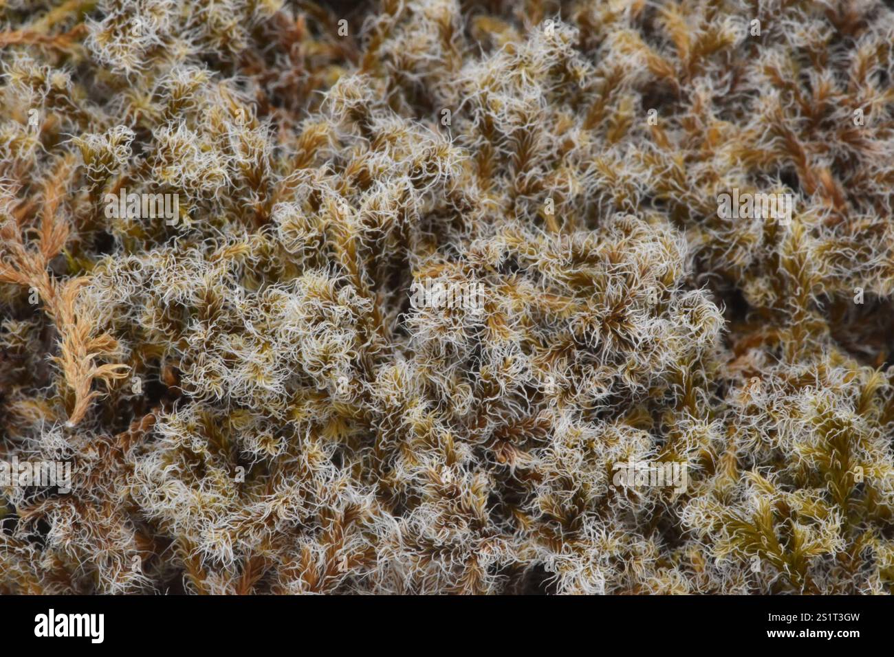 Woolly Fringe-moss (Racomitrium lanuginosum Stock Photo - Alamy