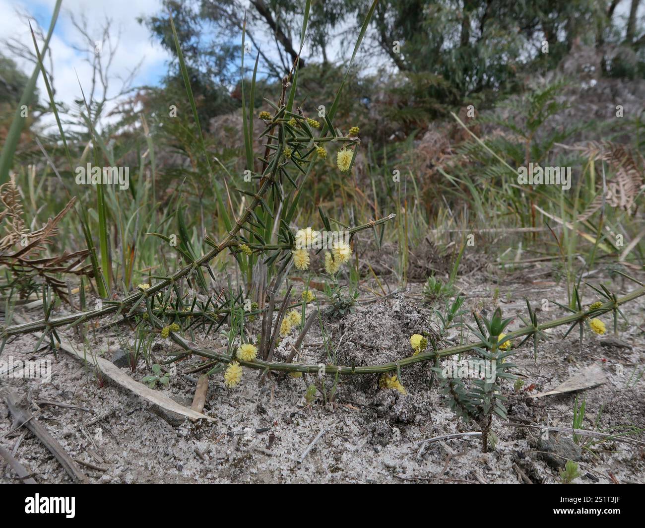 (Acacia verticillata ovoidea Stock Photo - Alamy