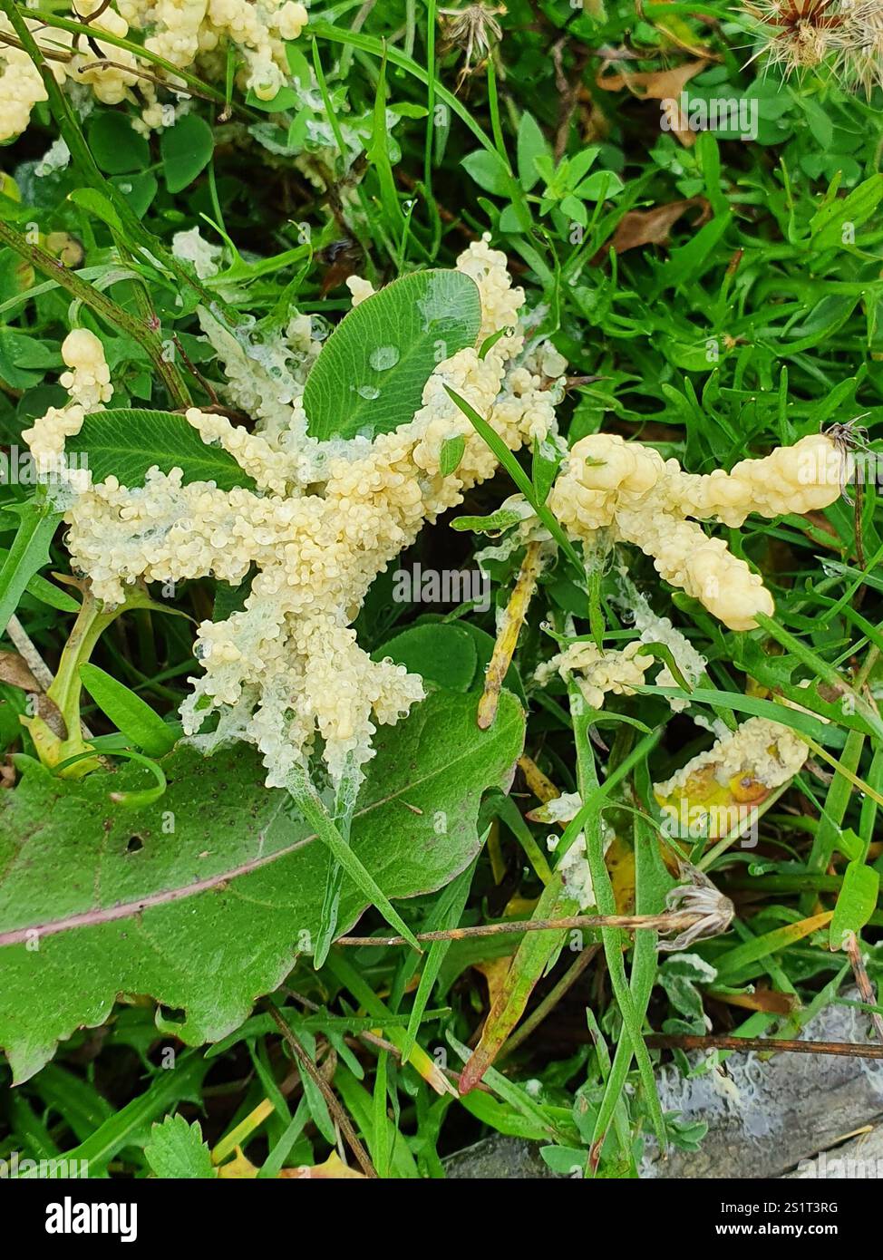 Dog Sick Slime Mould (Didymium spongiosum Stock Photo - Alamy