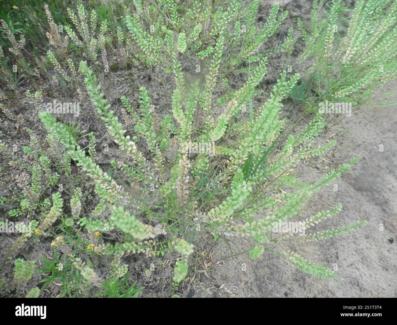 Common Peppergrass (Lepidium densiflorum Stock Photo - Alamy