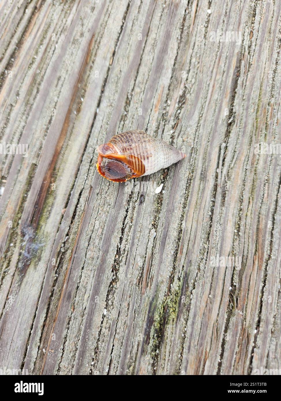 Channeled Basket Snail (Caesia fossata Stock Photo - Alamy
