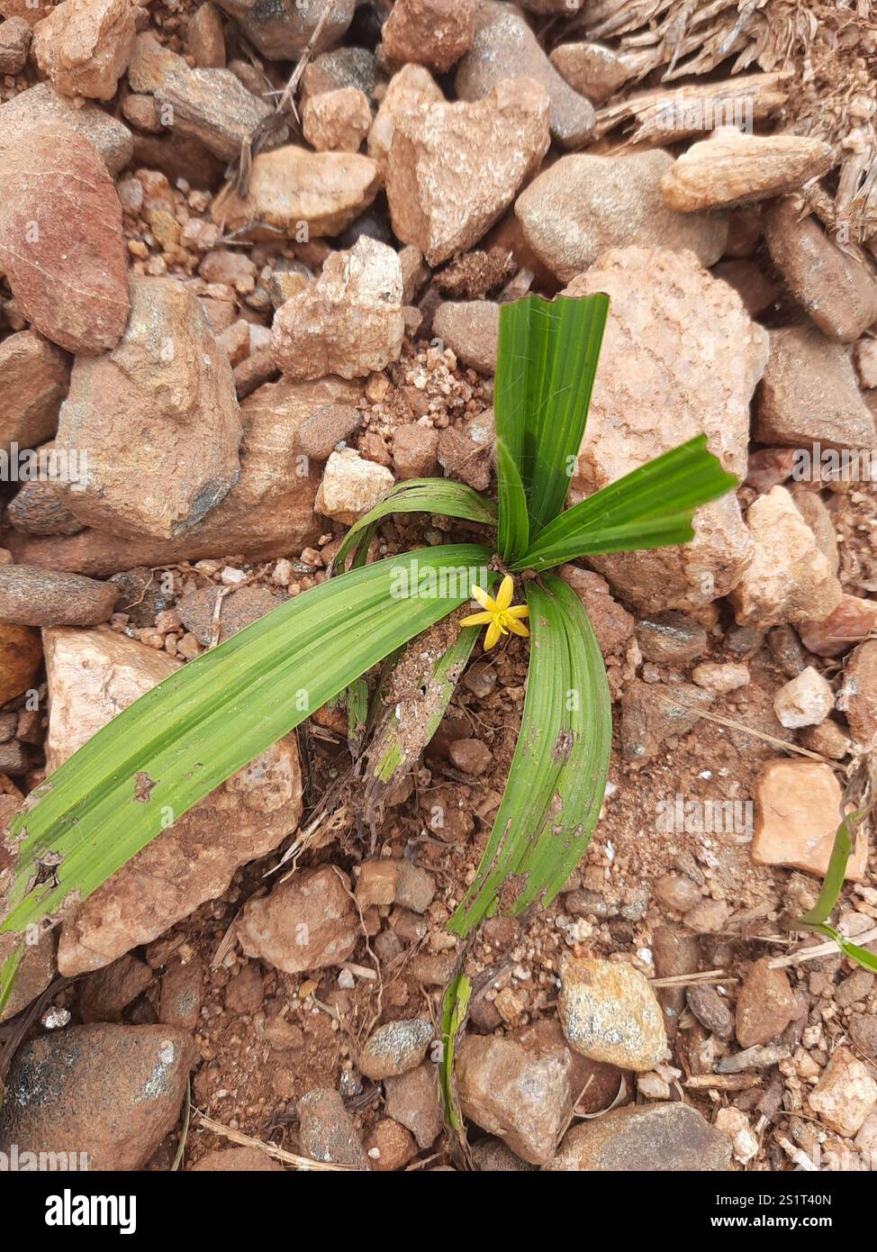 Golden-eyed Grass (Curculigo orchioides Stock Photo - Alamy