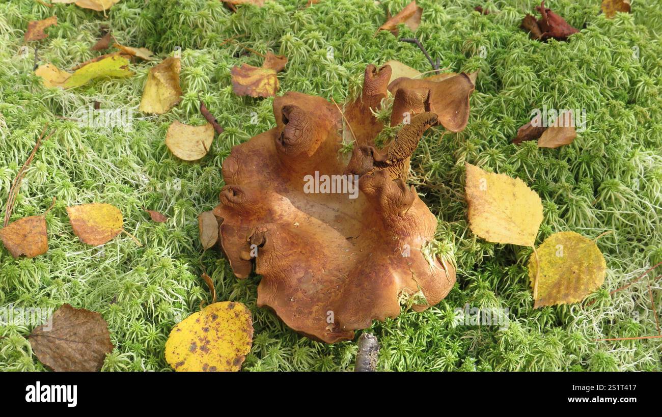 Brown Roll-Rim (Paxillus involutus Stock Photo - Alamy
